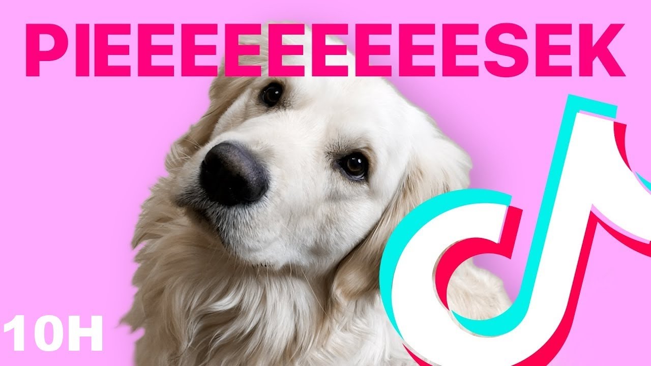 BULSJARZ — PIESEK (tiktok) 10H - YouTube