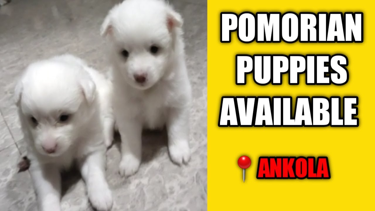 ಪಮೊರಿಯನ್ Puppys For sale || @Mahiti Karavali || - YouTube