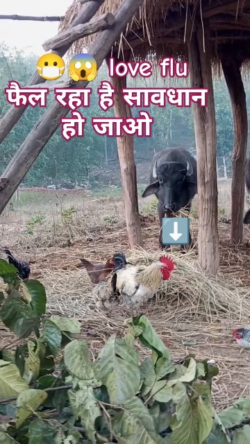 Love flu फैल रहा है सावधान हो जाओ 😱👩‍🎤🙏 #roseday#comedy#funny#shorts ...