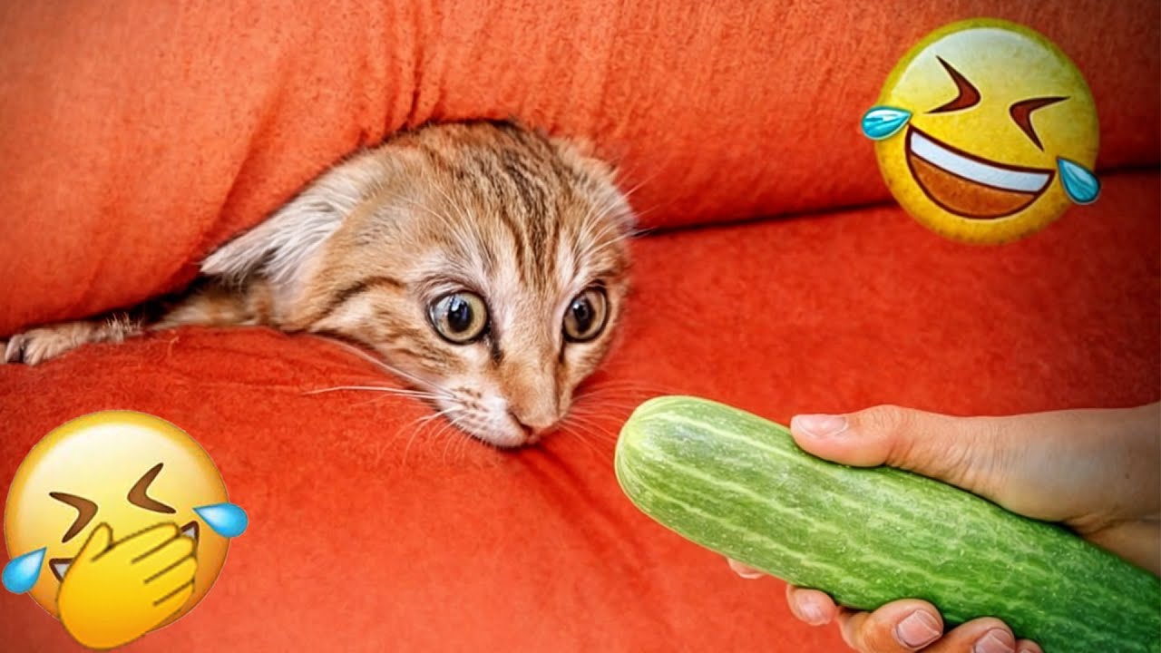 𝐖𝐡𝐞𝐧 𝐂𝐚𝐭𝐬 𝐀𝐜𝐭 𝐋𝐢𝐤𝐞 𝐂𝐨𝐦𝐞𝐝𝐢𝐚𝐧𝐬 😂 𝐍𝐞𝐰 𝐅𝐮𝐧𝐧𝐲 𝐀𝐧𝐢𝐦𝐚𝐥𝐬 𝟐𝟎𝟐𝟒 😅 - YouTube