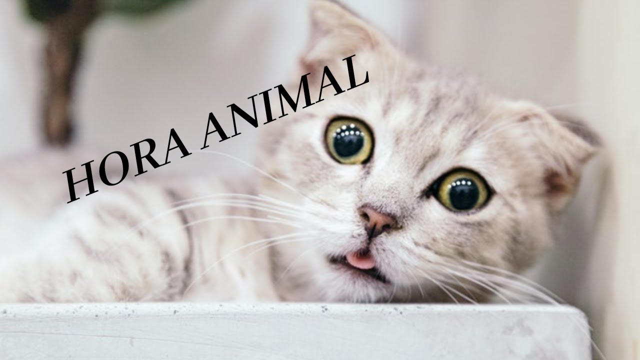 Hora Animal (Animal Time) - YouTube