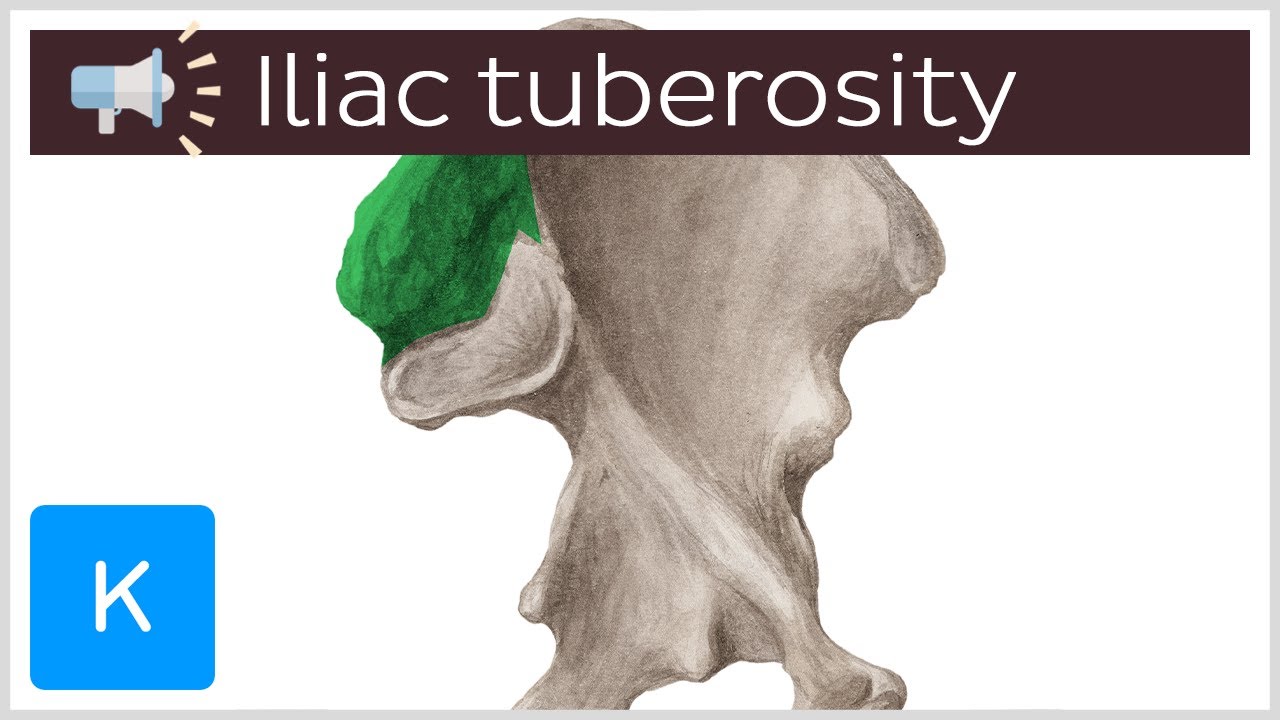 Iliac Tuberosity