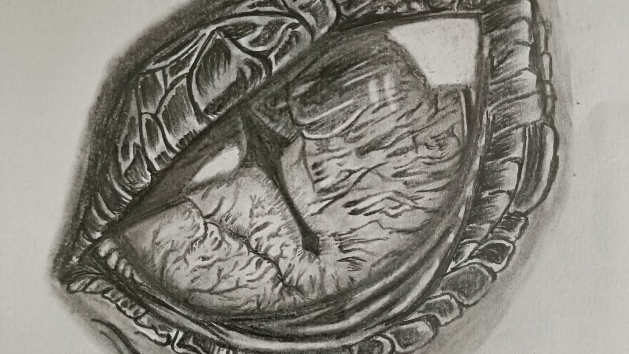 🐊Realistic Alligator Eye💥 || Tutorial Easy Drawing || Balaji Arts - YouTube