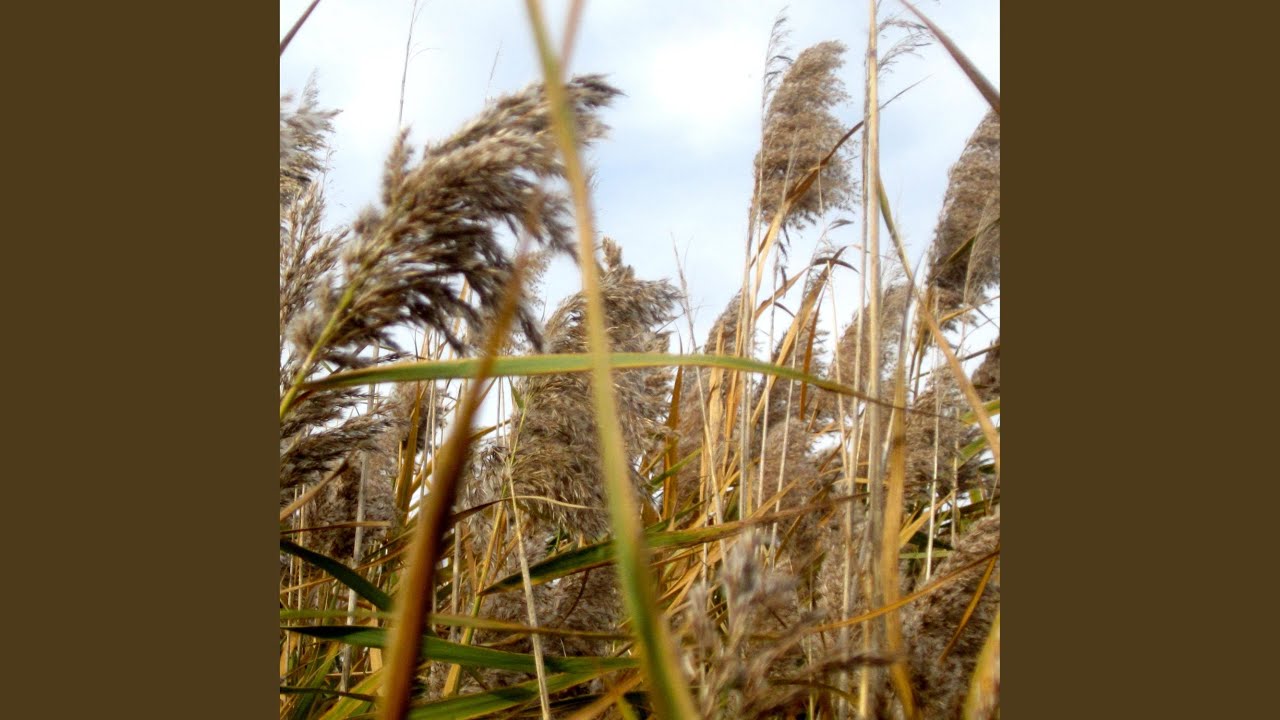 eight (8) leaf clover - YouTube