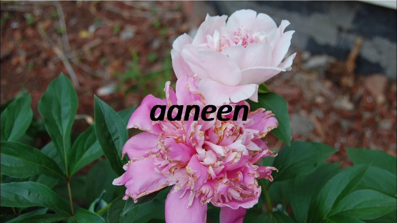 How To Say Close Together In Dutch Aaneen YouTube how-to-say-close-together-in-dutch-aaneen-youtube