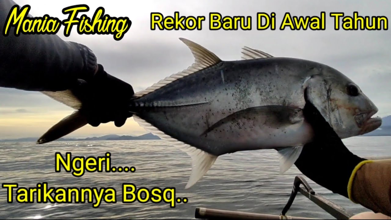 Giant Travelly Di Awal Tahun 2023 || Rekor Baru!!!!! || Bobara Babon ...