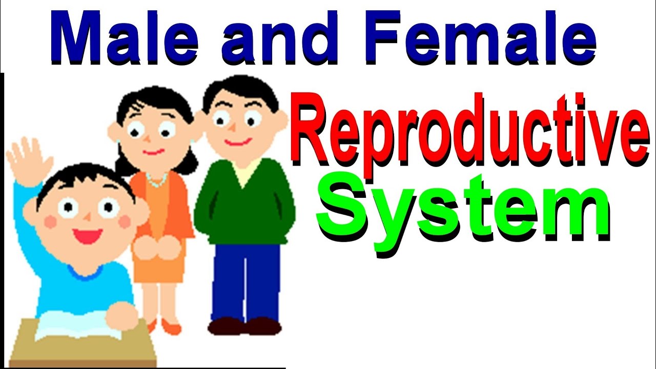 Science 5, Describe the parts of the reproductive system and their ...