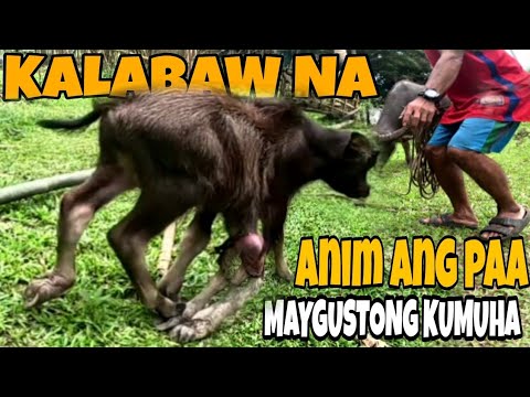 MAY GUSTONG KUMUHA NG KALABAW NA ANIM ANG PAA BAKIT? - YouTube