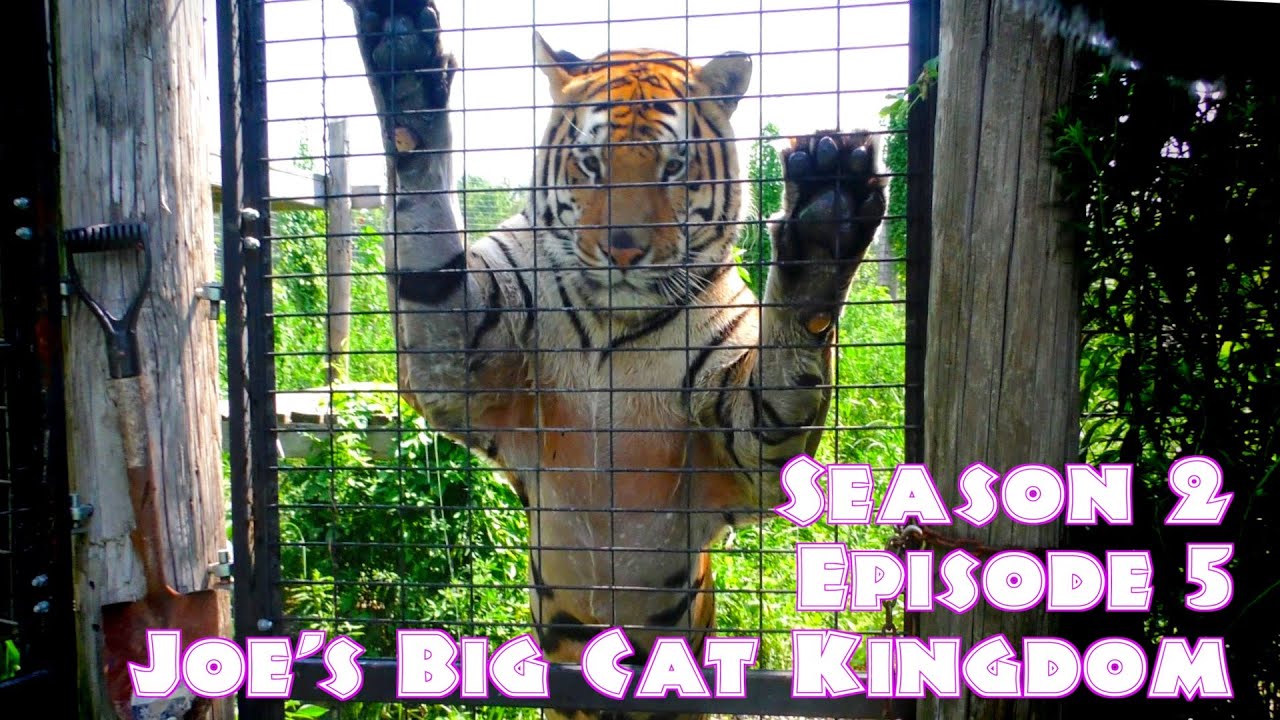 Joe's Big Cat Kingdom -New Tigers, Chicken & Beer- Season 2 Ep.5 - YouTube