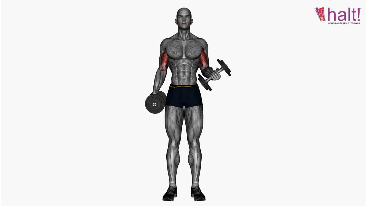 Biceps Workout | Exercise 24 | Dumbbells Curl Supination Grip | Halt Nutrition - YouTube