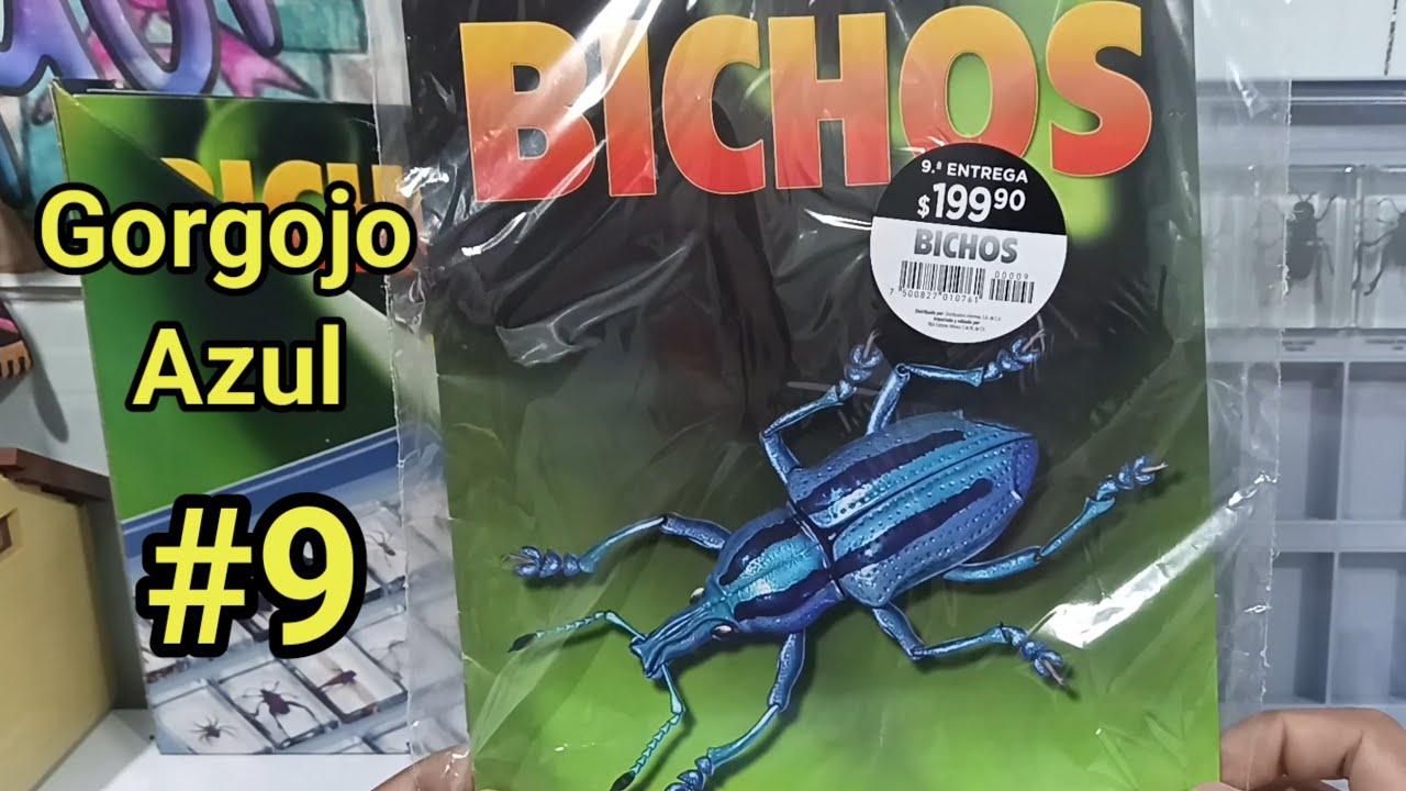 Gorgojo azul #9 Bichos RBA - YouTube