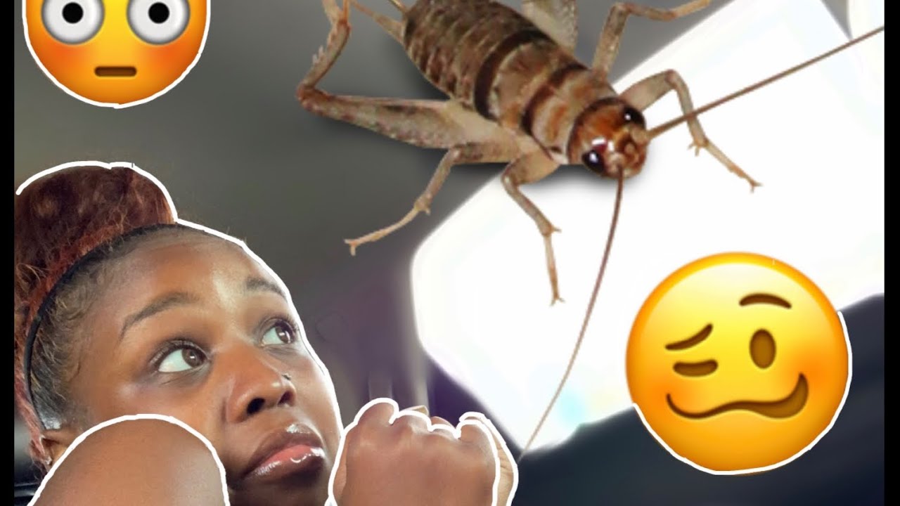 GRASSHOPPER PRANK(DESIREE SISTER)!!!!! - YouTube