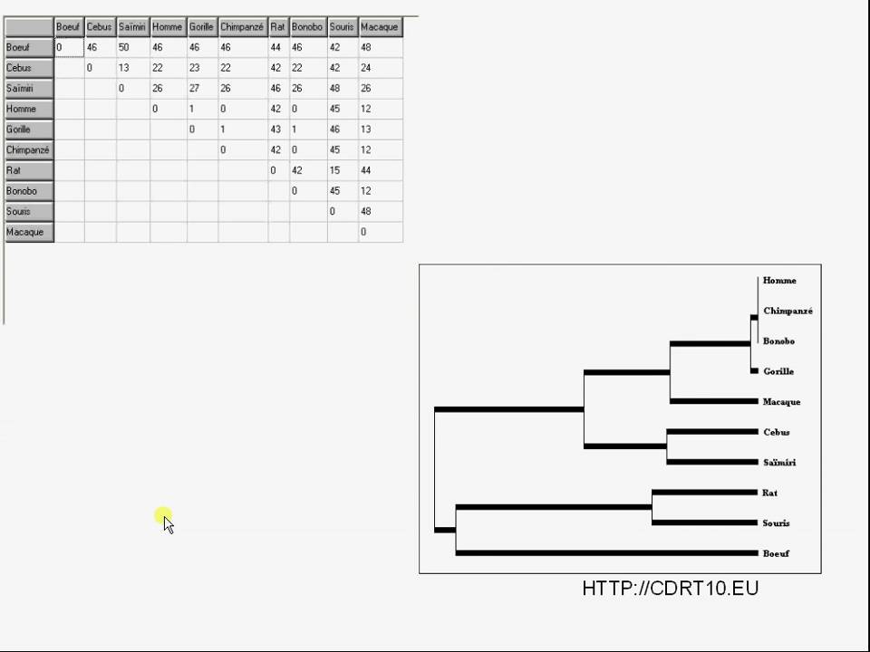 phylogene matrice des distances - YouTube