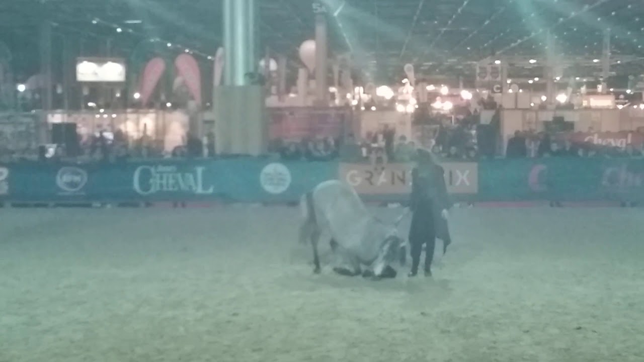 Equistar 10 petit gris en liberté - YouTube