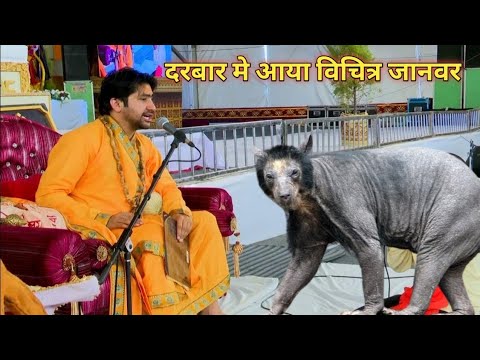 darbar me aaya ajib janvar !!🌹🌹bageswar dham sarkar !! sanyasi baba ...