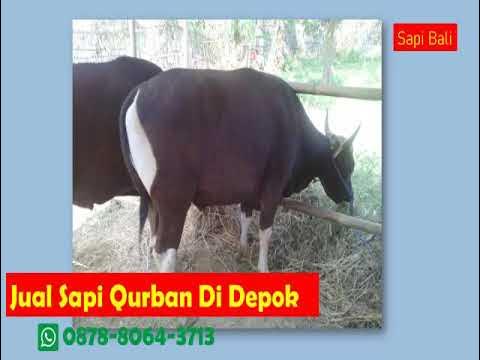 Harga Sapi Qurban Terdekat Di Bojongsari Depok, WA 0878-8064-3713 - YouTube