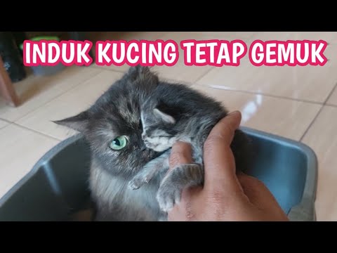 CARA MERAWAT INDUK KUCING MENYUSUI ANAKNYA JADI IKUT GEMUK