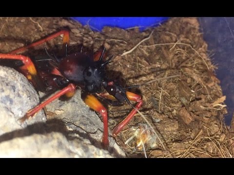 Psytalla Horrida, Giant Spiny Assassin Bug, Has Freshly Moulted, And ...