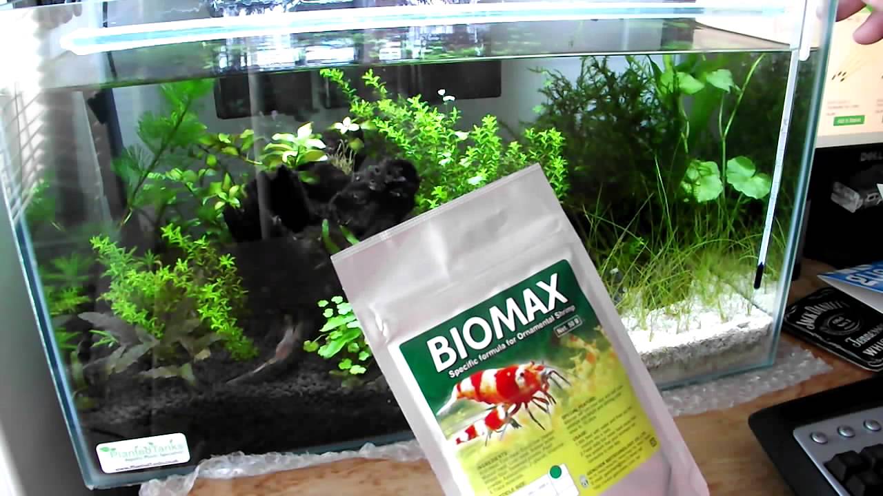 New products for Shrimp Tank Biomax, Filter Guard and "J" Thermometer ...