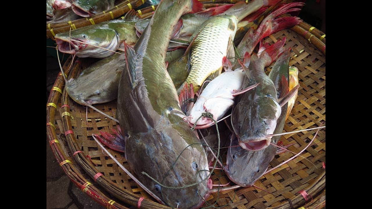 Laos Thai Morning market - Giant catfish in Market - YouTube