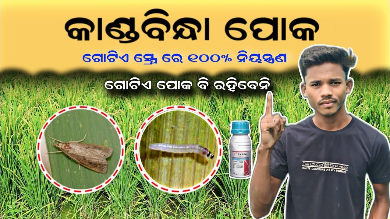 How to Control Stem Borer in Paddy | କଣ୍ଡବିନ୍ଧା ପୋକ ର ସଠିକ୍ ନିୟନ୍ତ୍ରଣ ...