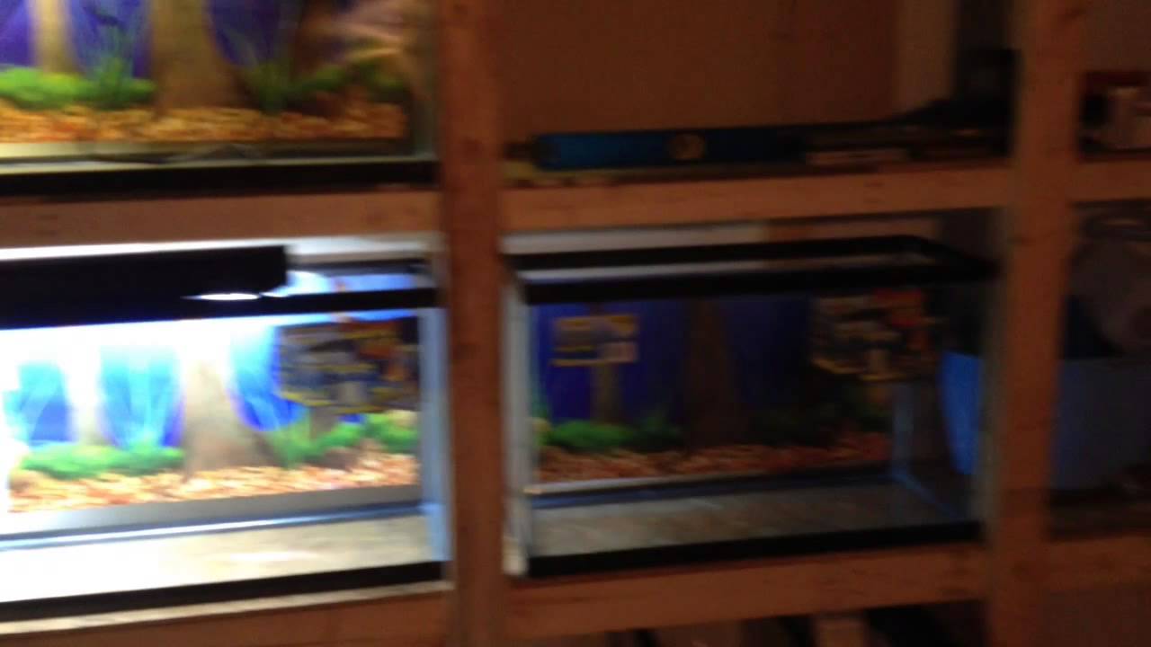 Breeding Rack Part 1 - YouTube