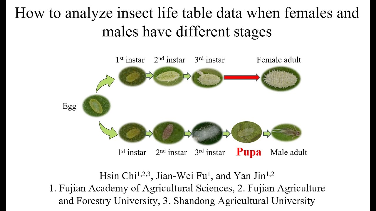 04 how to analyze life table with different stages (English) - YouTube