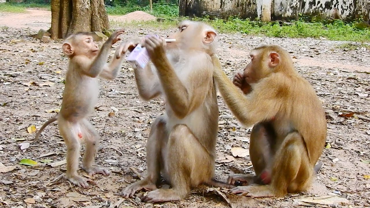 Libby teaches Luna some lesson NO hug Rainbow Jimmy wants to get Libby ...