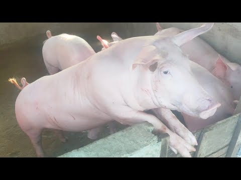 Short Pigs #394 Pig 102 days old/Viral Pig raising activities at home ...