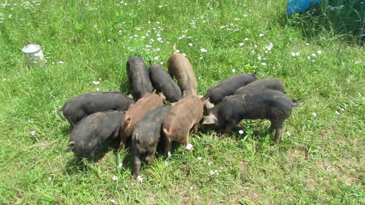 Newly Trained Pigs on Pasture - YouTube