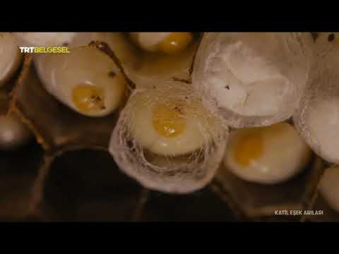 Katil Eşek Arıları | BELGESEL ZAMANI HD