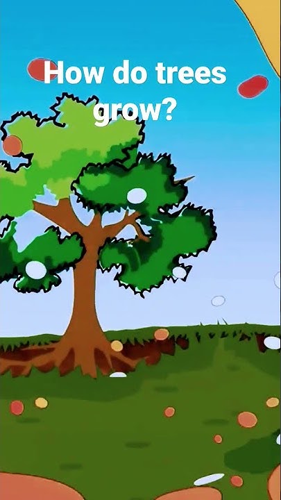 How do trees grow? - YouTube