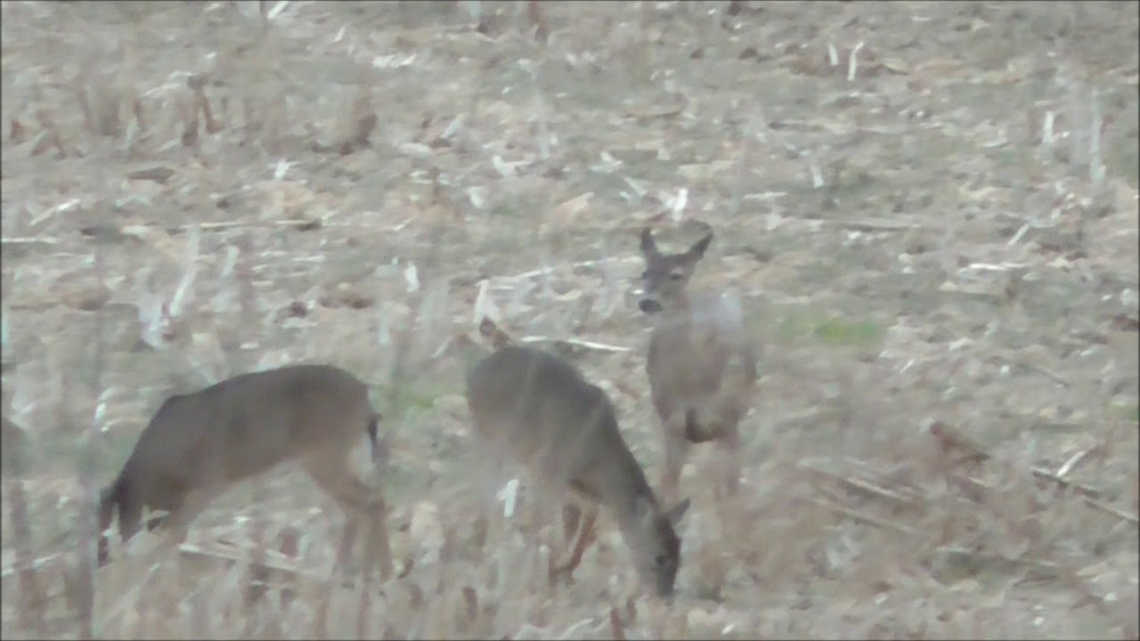Deer and Coons in cornfield 1 30 2018 - YouTube