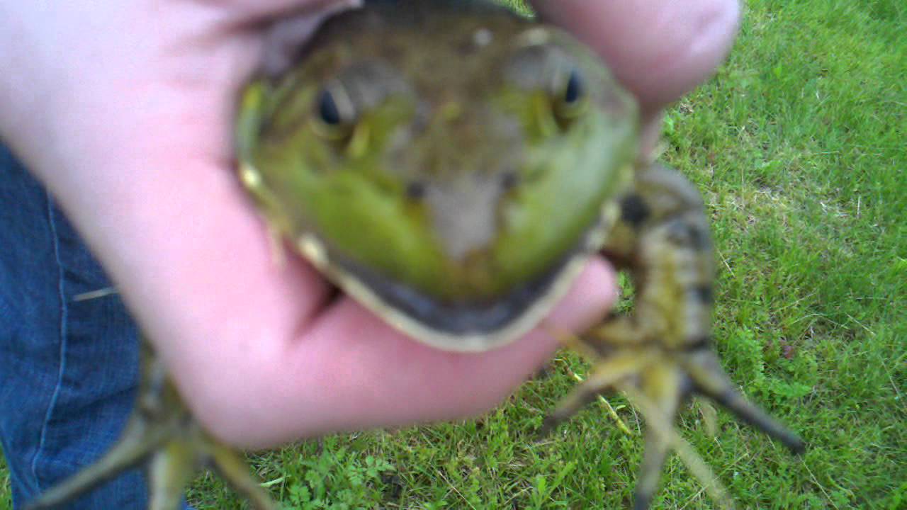 Screaming frog - YouTube