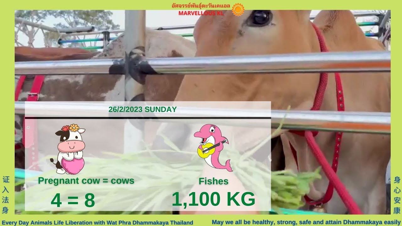 26/2/2023 Animals Life Liberation - YouTube