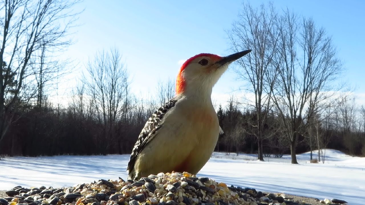 Chatty red-bellied woodpecker and blue jays stop by for breakfast - YouTube