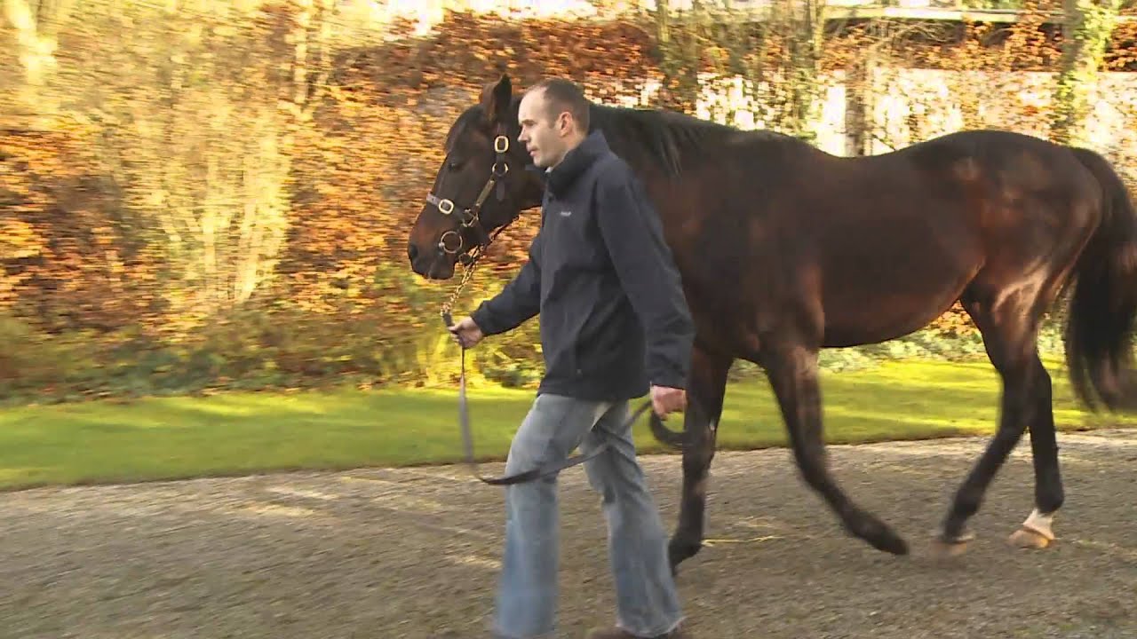 Walk In The Park Irish Stallion Trail 2016 YouTube walk-in-the-park-irish-stallion-trail-2016-youtube