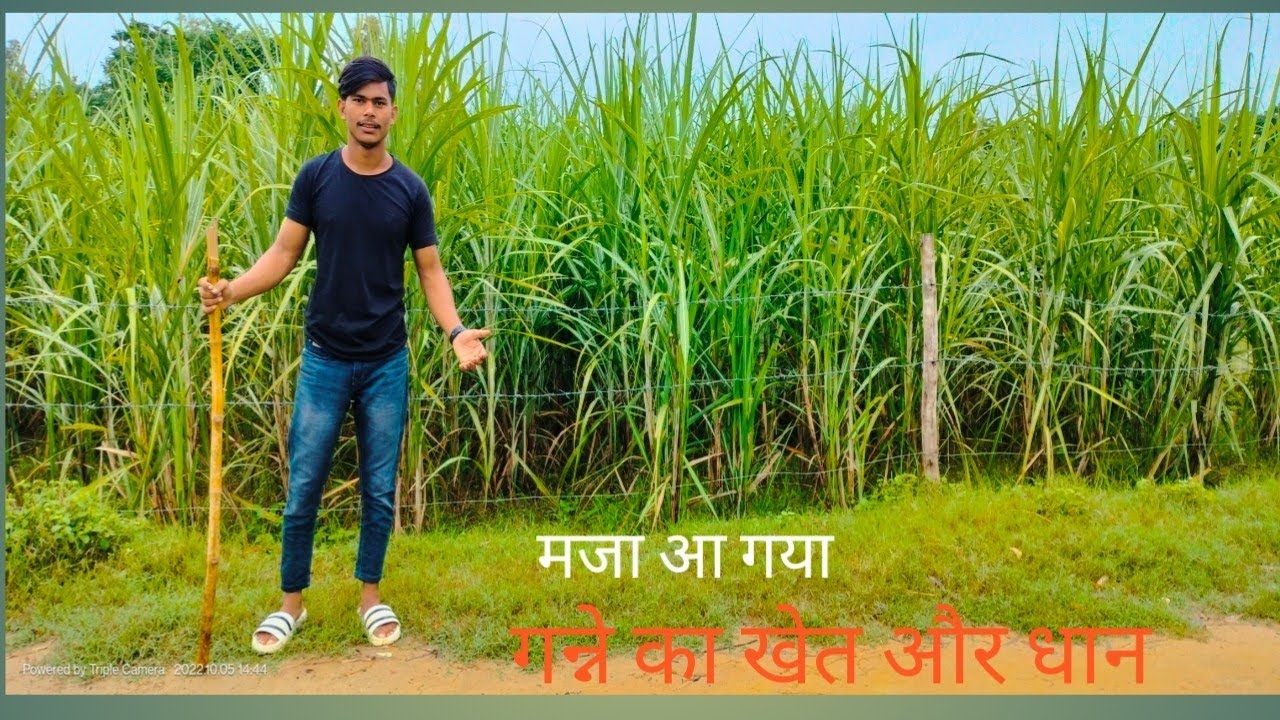 ganne ka khet or dhan sk vlog - YouTube