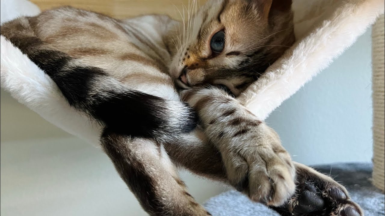 Morning cat chat with the sweetest girl alive - YouTube