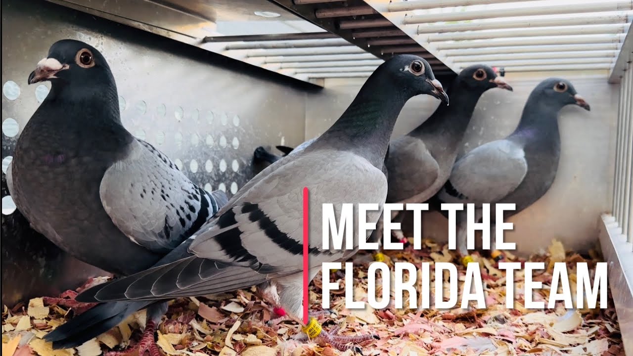 Selecting Florida Pigeon Derby team | Box modifications for Shipping ...