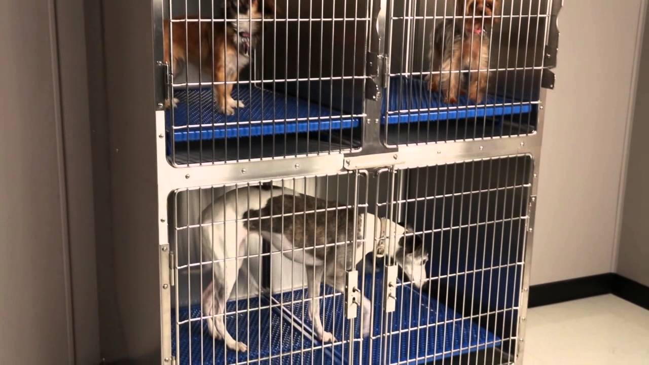 VSSI | Cages and Cage Banks - YouTube