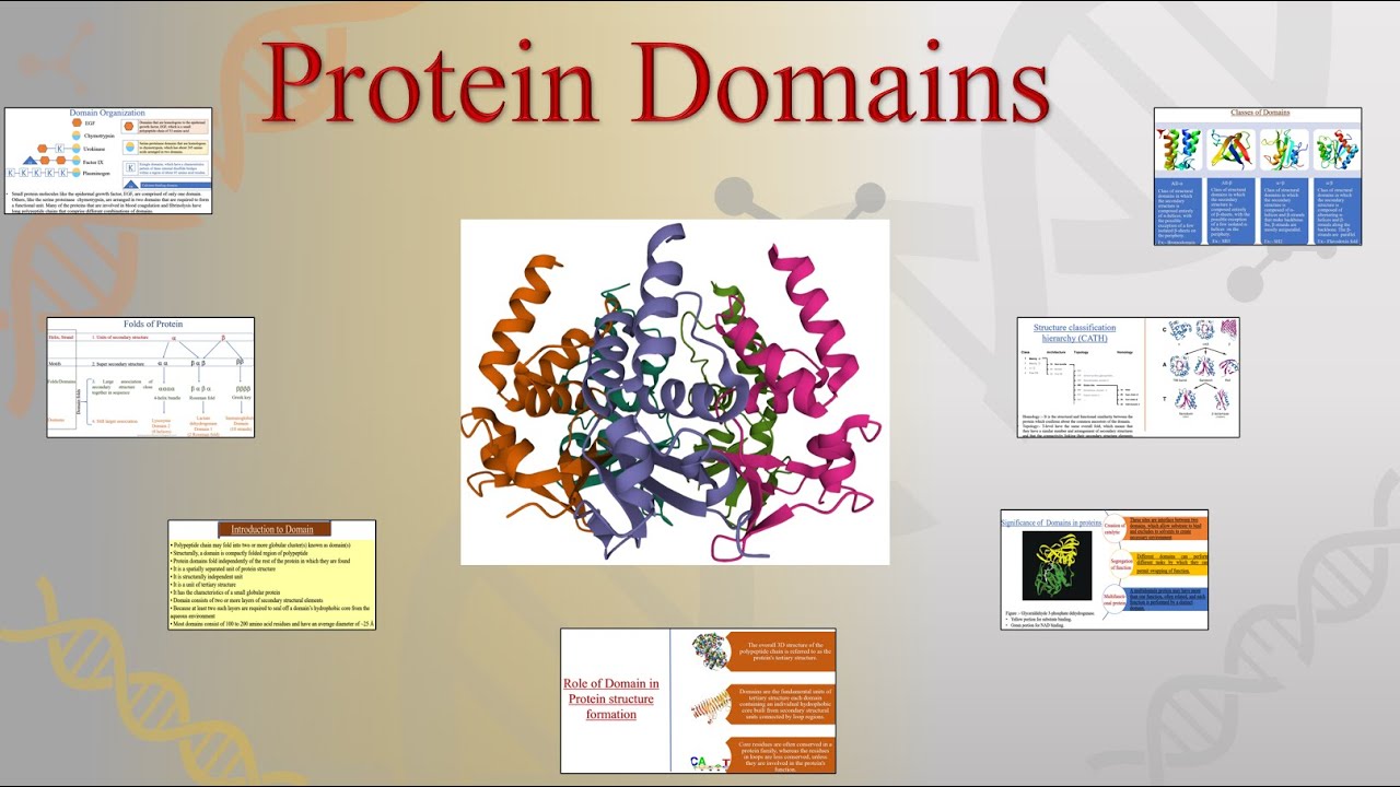 Protein Domains Classification Of Domains CATH Based