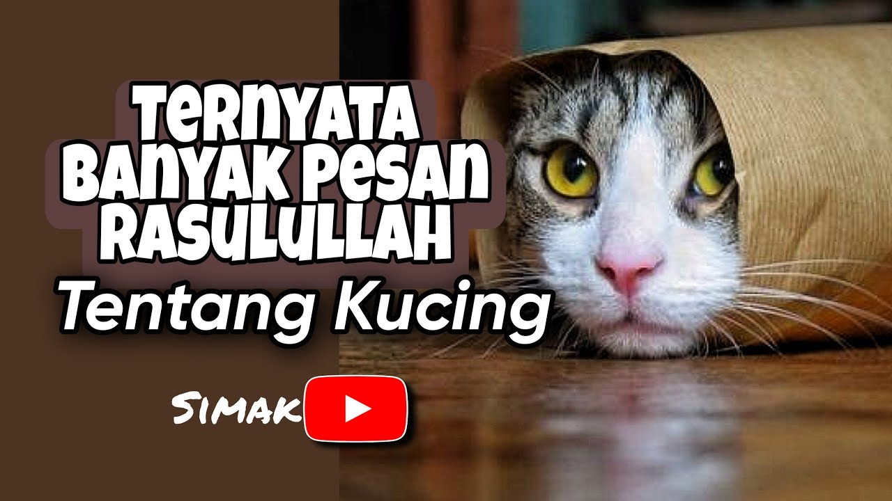 TERNYATA BANYAK PESAN RASULULLAH TENTANG KUCING - YouTube