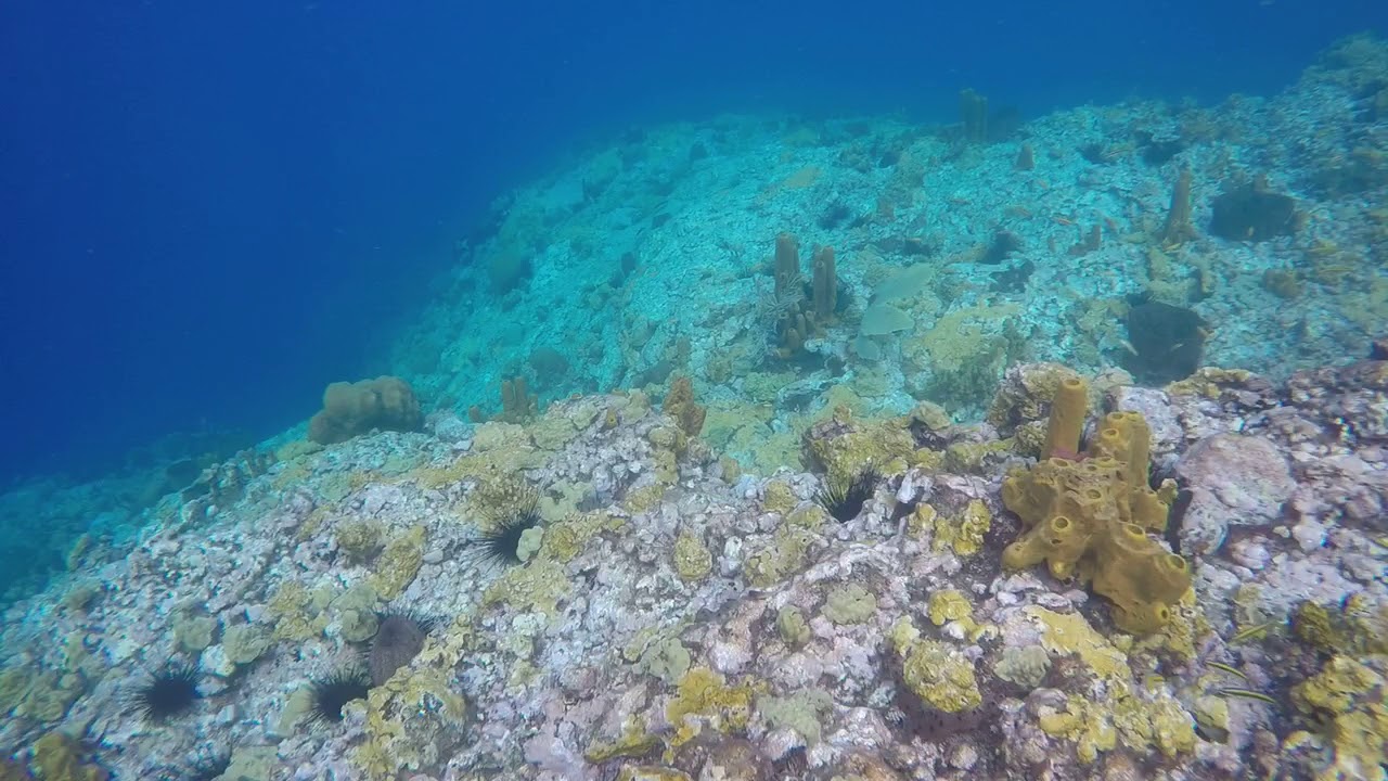 Snorkeling in Caribbean. Champagne reef. Dominica. - YouTube