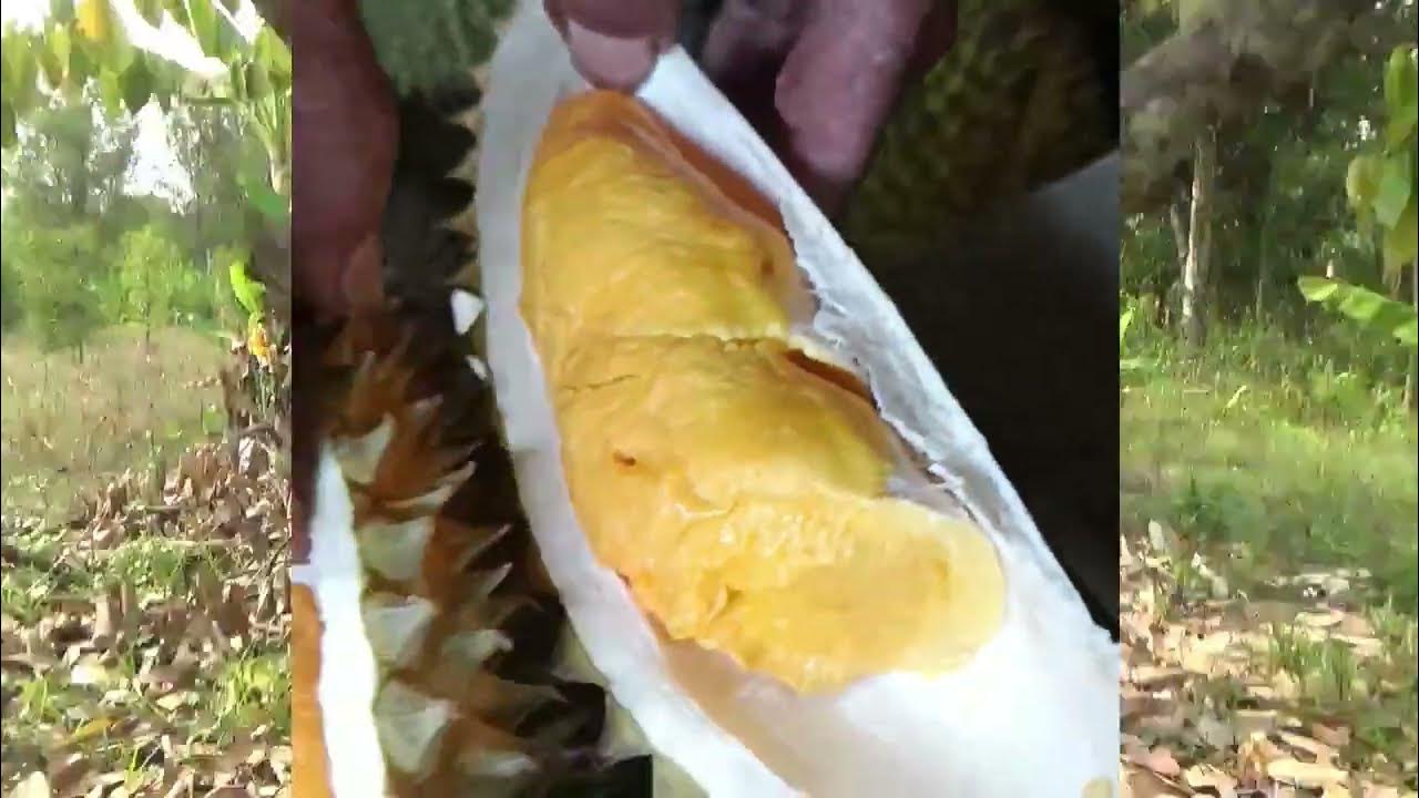 100% MIRIP DURIAN‼️ BUAH INI SERUPA TAPI TAK SAMA DENGAN DURIAN - YouTube