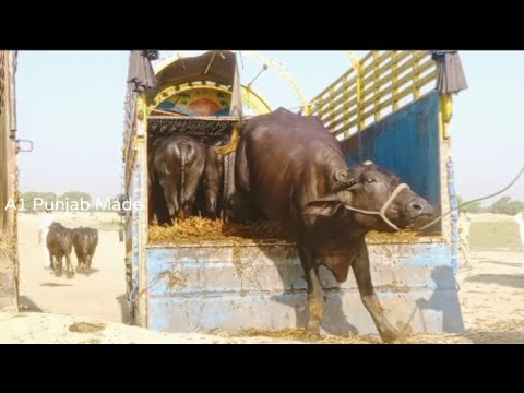 Punjab Animal new video Beautiful and Dilchas video Buffalo Beautiful ...