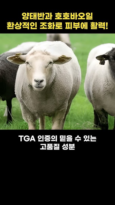 호주 시니케어 플라센타 코엔자임 Q10 양태반 크림 100g 케이마트 Shorts Youtube