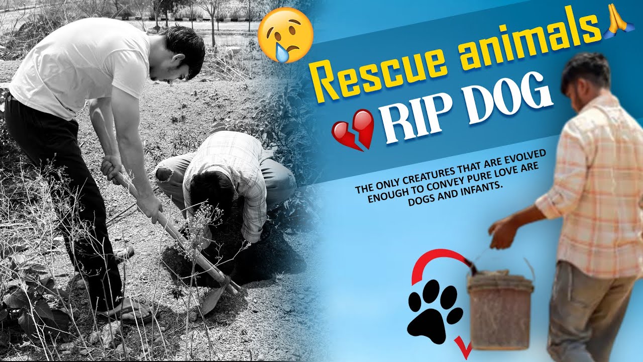 RIP PUPPY 🐶 😭🙏🏻💐 - YouTube