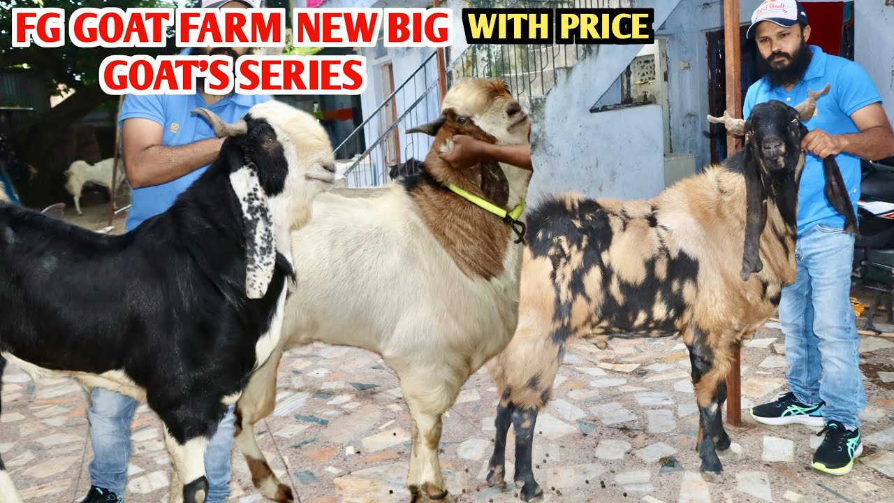 Big Goat’s Series Start FG Goat Farm Full Size Ke Bakre Open Price ...