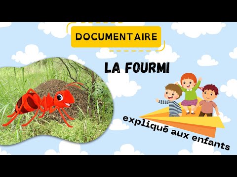 La fourmi - Documentaire animalier pour les enfants - Sciences ludiques 🐜
